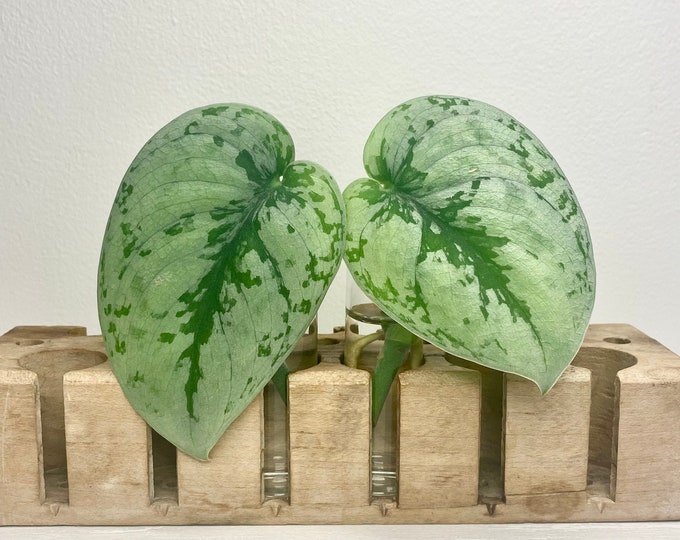 Scindapsus dappled Exotica Aka dappled Dude Rare Collectors Variegated ...