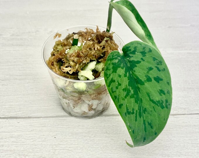 Scindapsus green Army Rare Collectors Plant Rooted Variegated ...