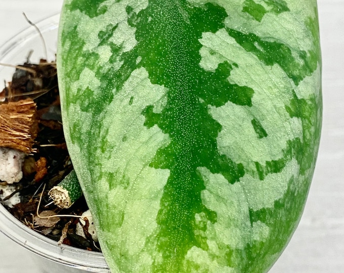 Scindapsus silver Knight Aka sparkling Borneo Rare Collectors Plant ...