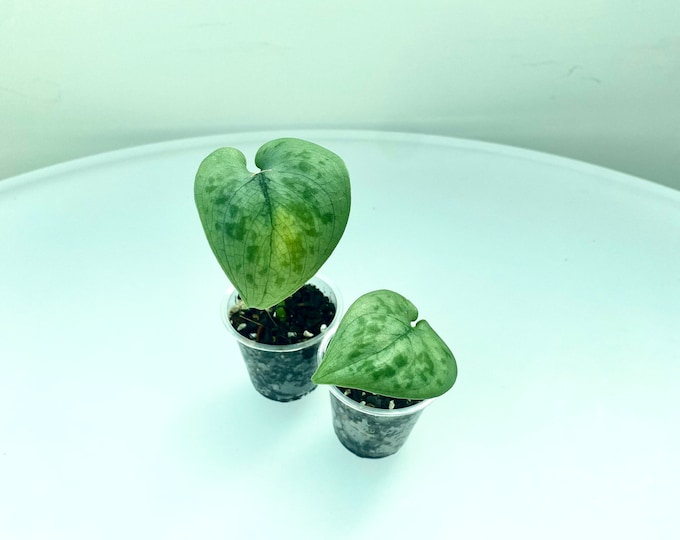 Scindapsus tattoo Rare Collectors Plant Easy Care - Etsy