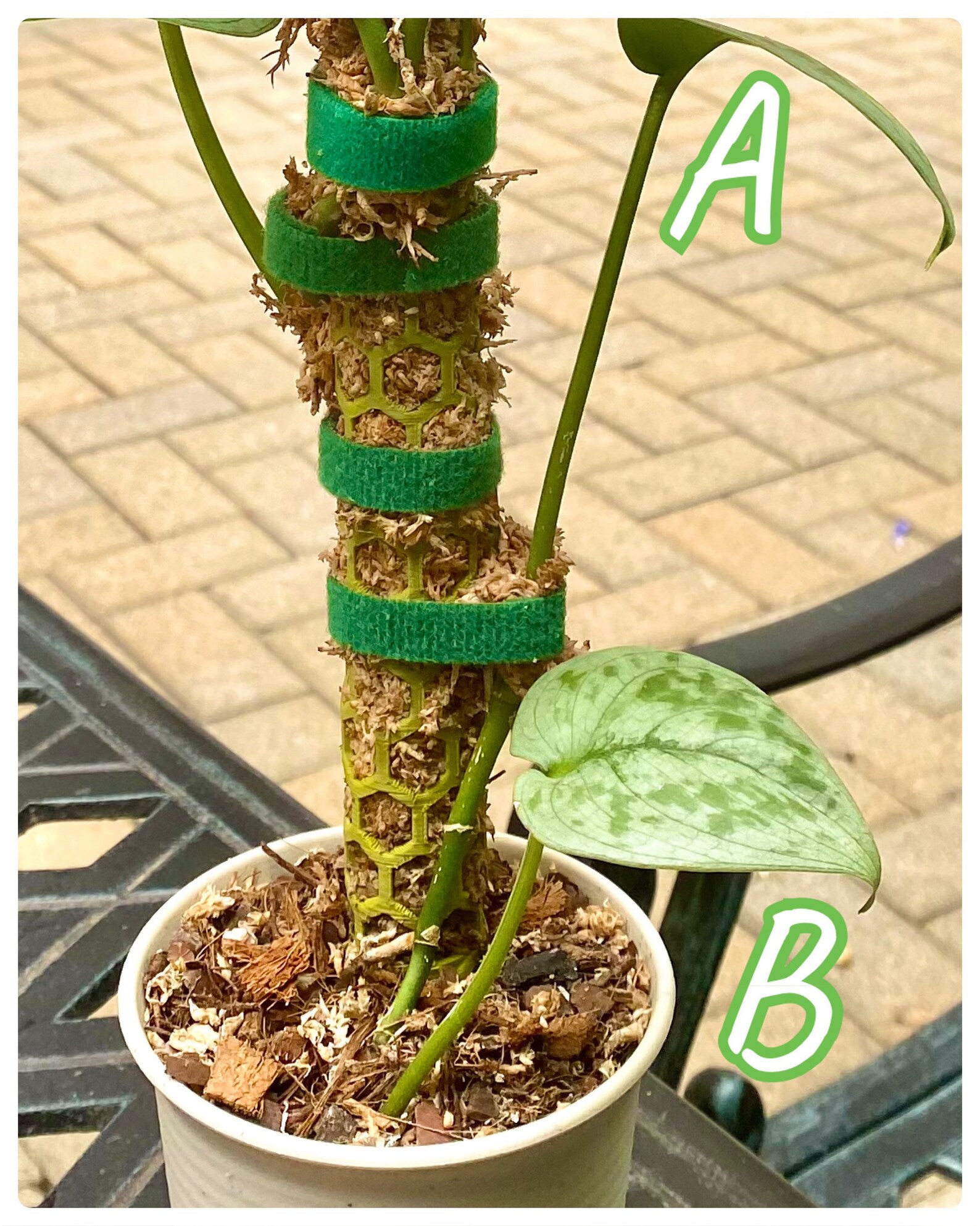 Scindapsus tattoo Rare Collectors Plant Fully - Etsy