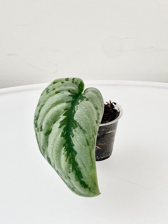 Scindapsus silver Knight Aka sparkling Borneo Rare - Etsy