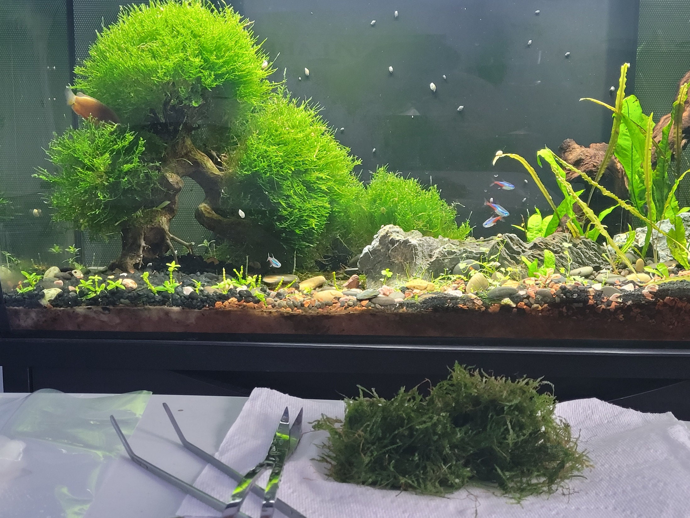 Taxiphyllum Spiky Moss Portion Approx 5 Inches per Portion - Etsy