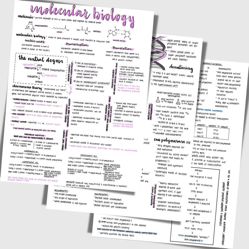 Molecular Biology Study Notes - Etsy