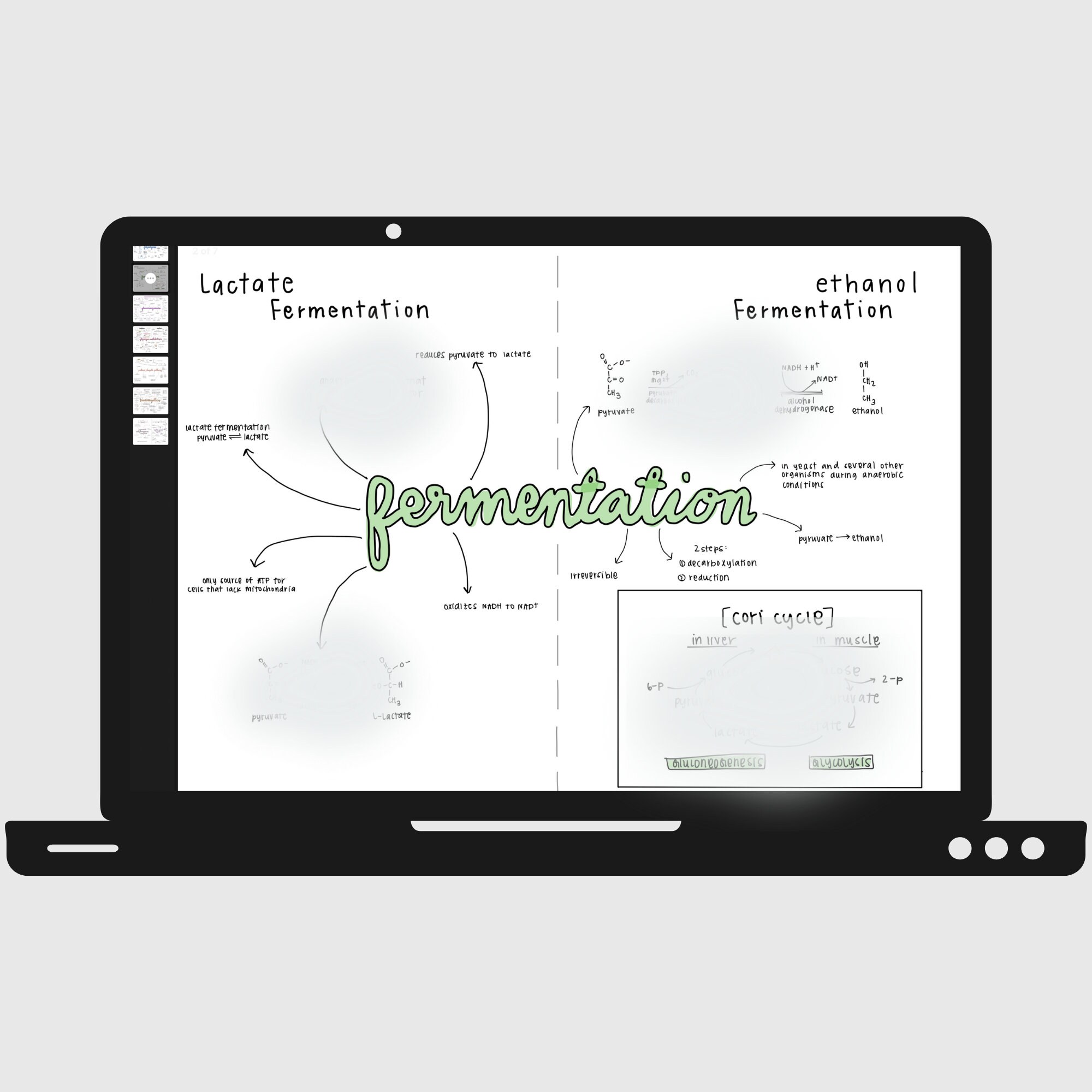 Biochemistry Pathways Study Guide - Etsy