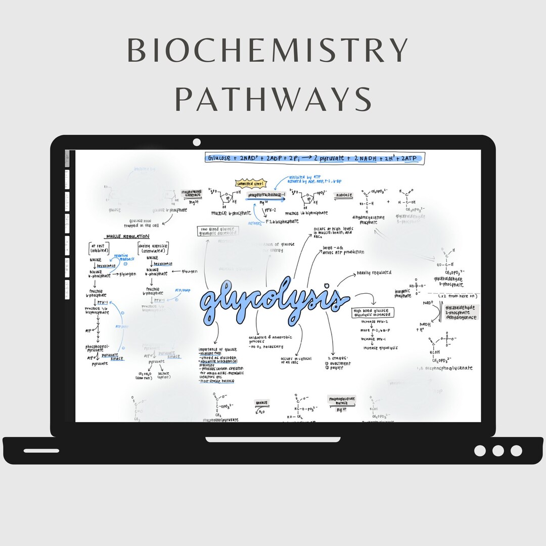 Biochemistry Pathways Study Guide - Etsy