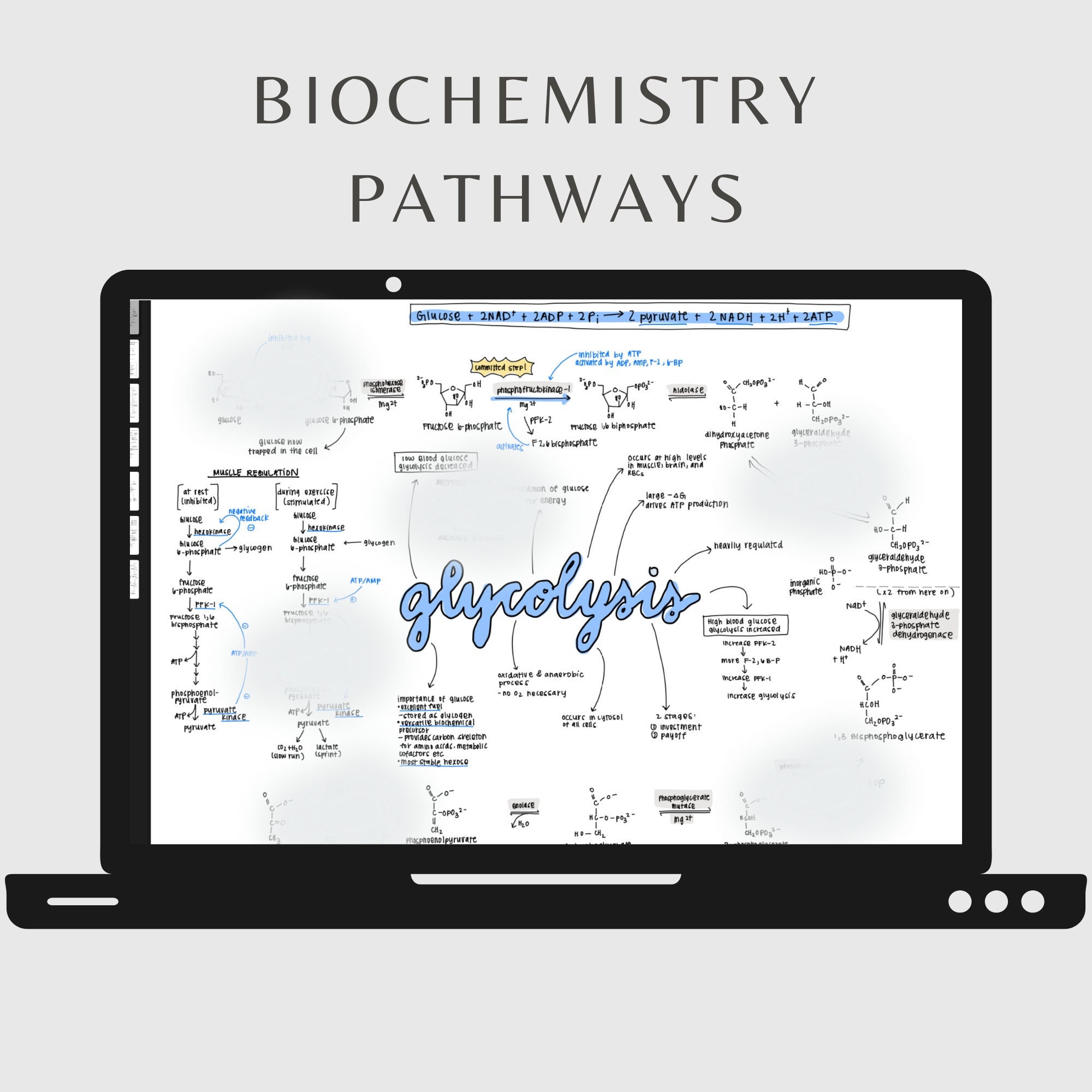Biochemistry Pathways Poster