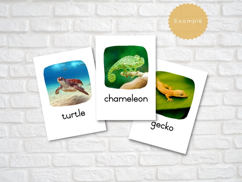 Reptiles Editable Flashcards for Canva, DIY Flashcards for Any Language ...
