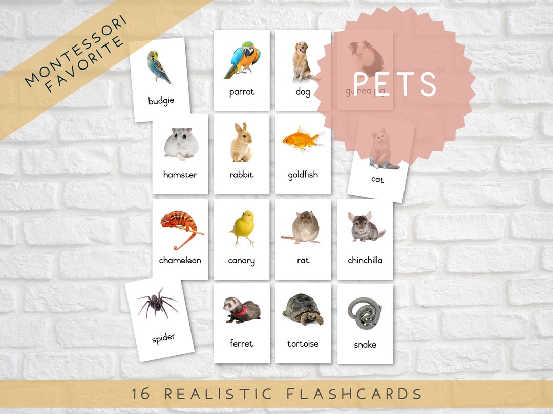 16 Pets Flashcards for Early Learners, With Real Photos, Montessori ...