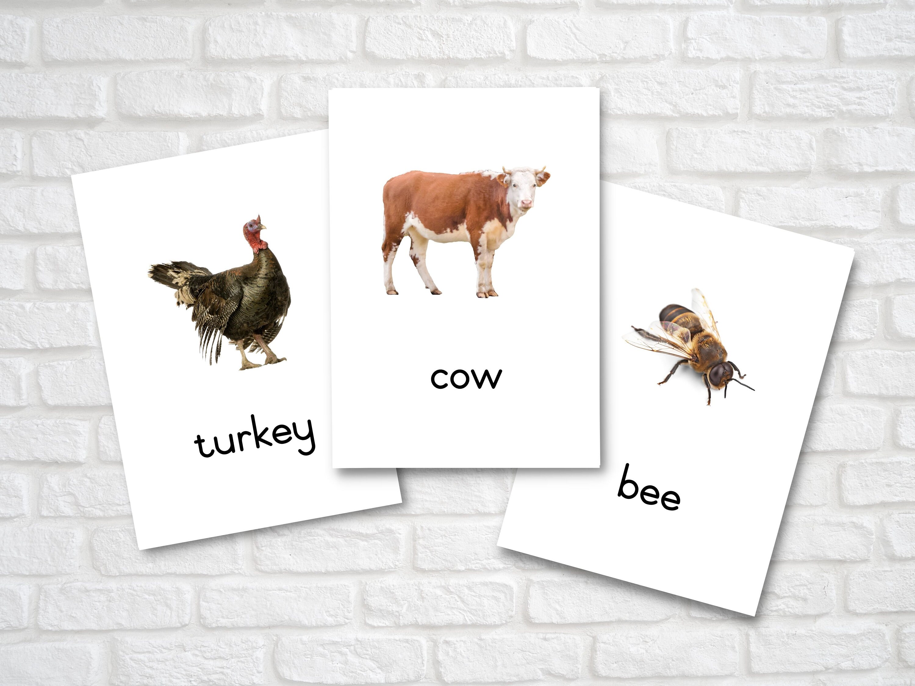 16 Farm Animal Flashcards for Primary Kids, Real Photos, Montessori ...