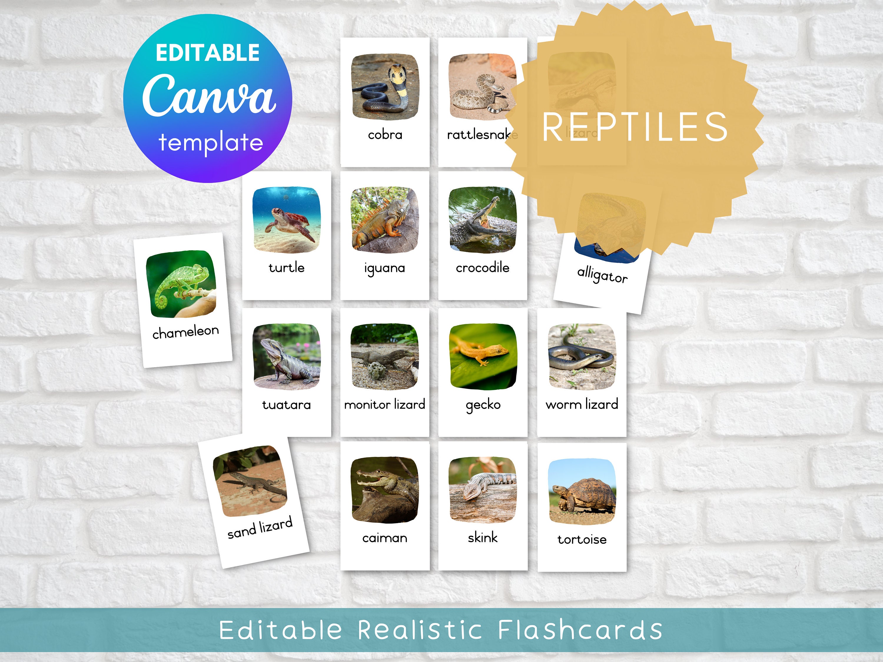 Reptiles Editable Flashcards for Canva, DIY Flashcards for Any Language ...