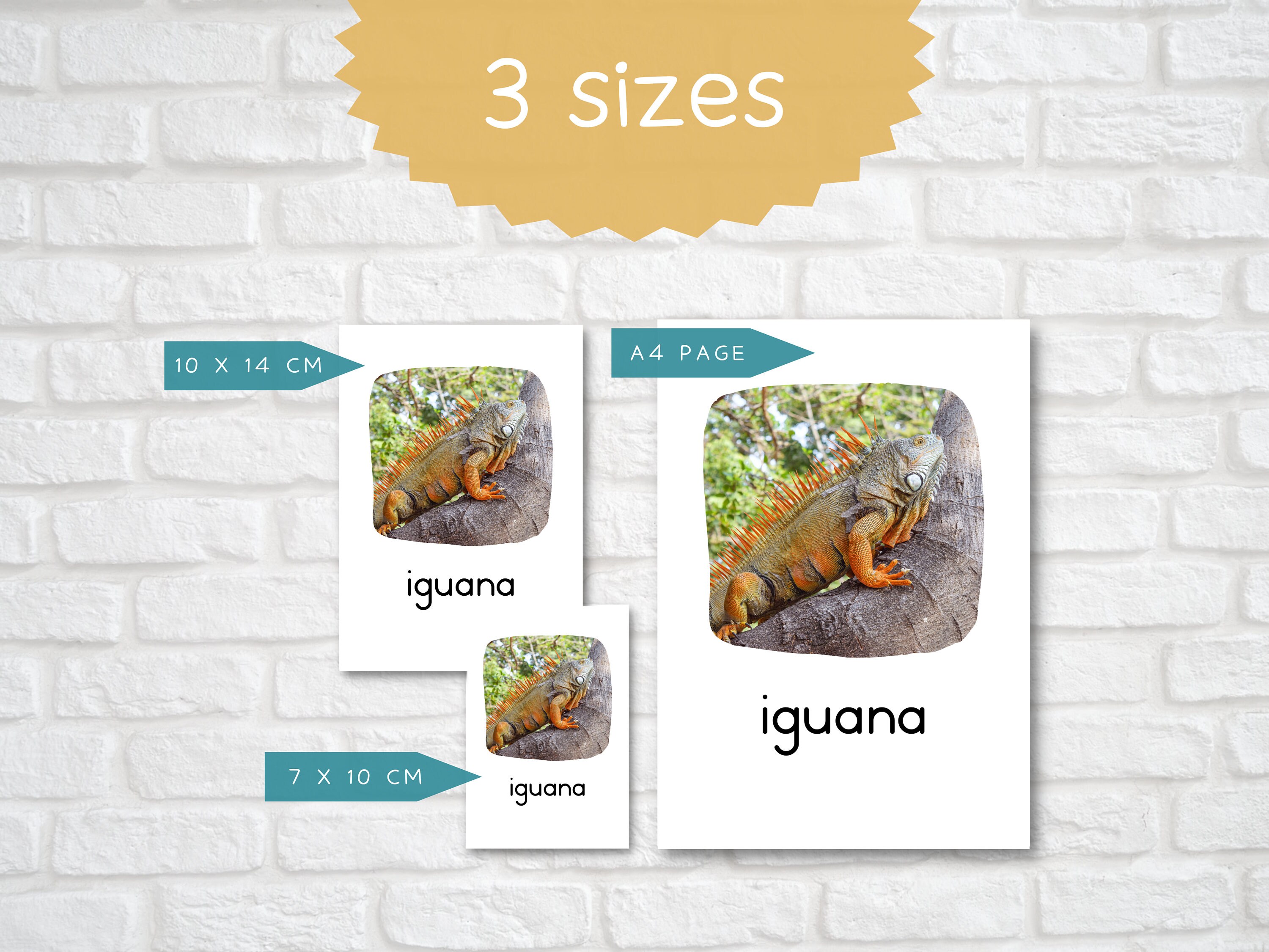 Reptiles Editable Flashcards for Canva, DIY Flashcards for Any Language ...