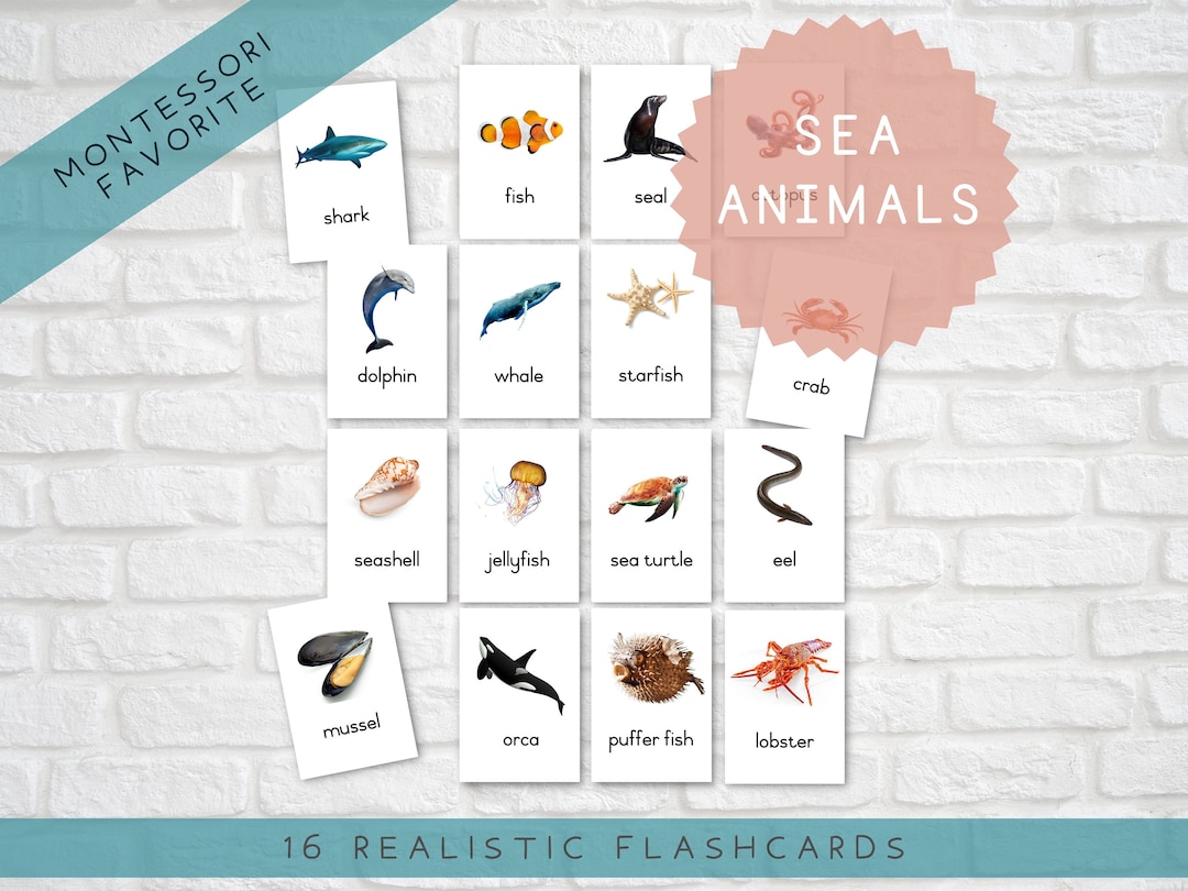 16 Sea Animals Flashcards for Preschool Kids With Realistic Images ...