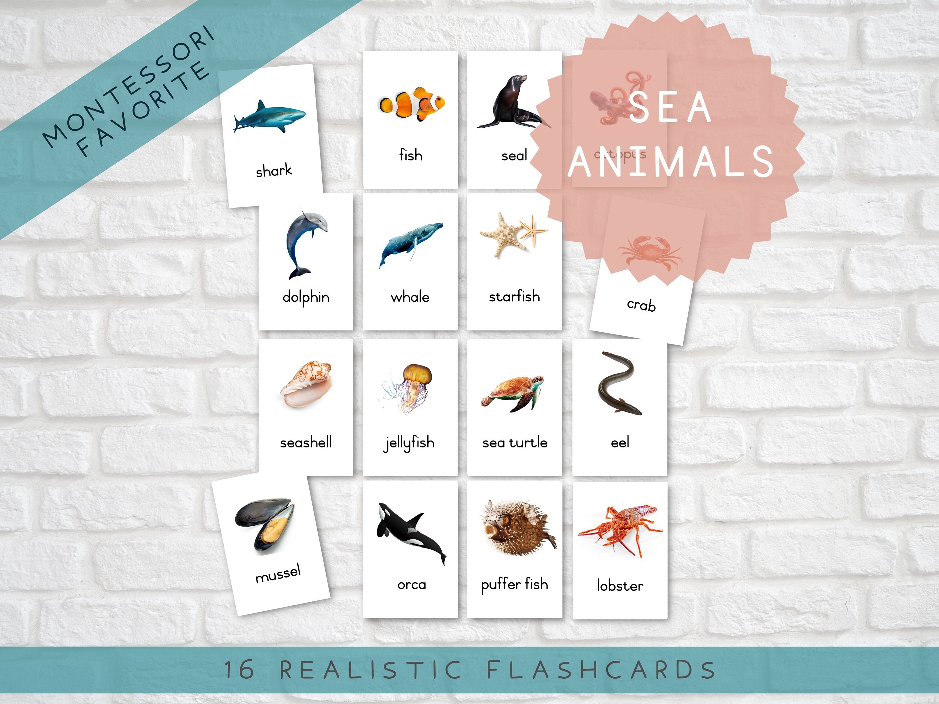 16 Sea Animals Flashcards for Preschool Kids With Realistic Images ...