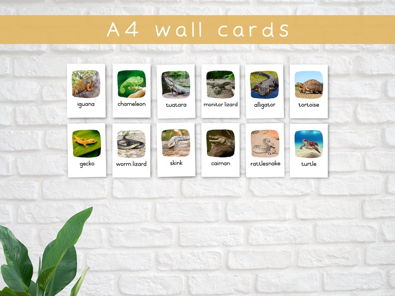 Reptiles Editable Flashcards for Canva, DIY Flashcards for Any Language ...