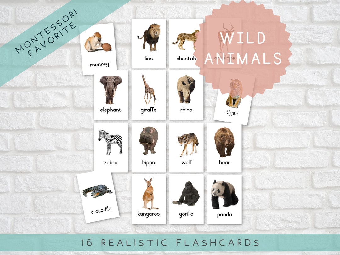 16 Wild Animal Flashcards for Preschool Kids With Real Photos ...