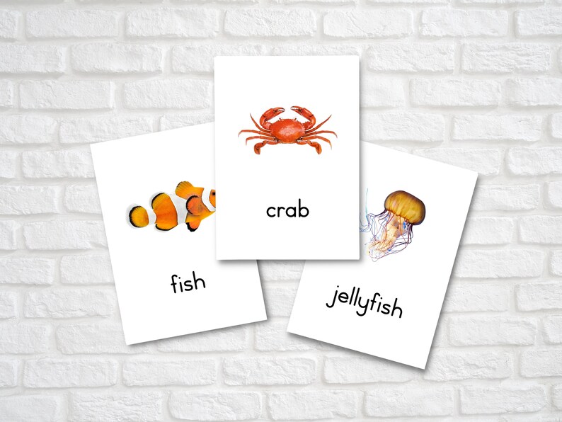 16 Sea Animals Flashcards for Preschool Kids With Realistic Images ...