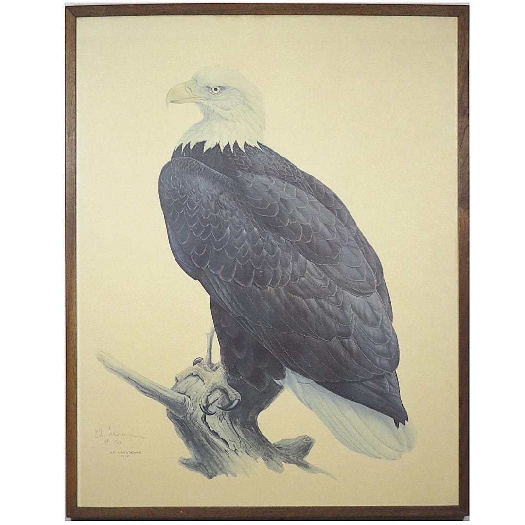 James Fenwick - Limited Edition Lithograph of an American Bald Eagle by ...
