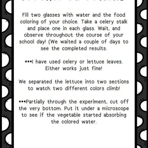 Quick and Easy Science Experiment: Celery (or Lettuce) Osmosis - Etsy
