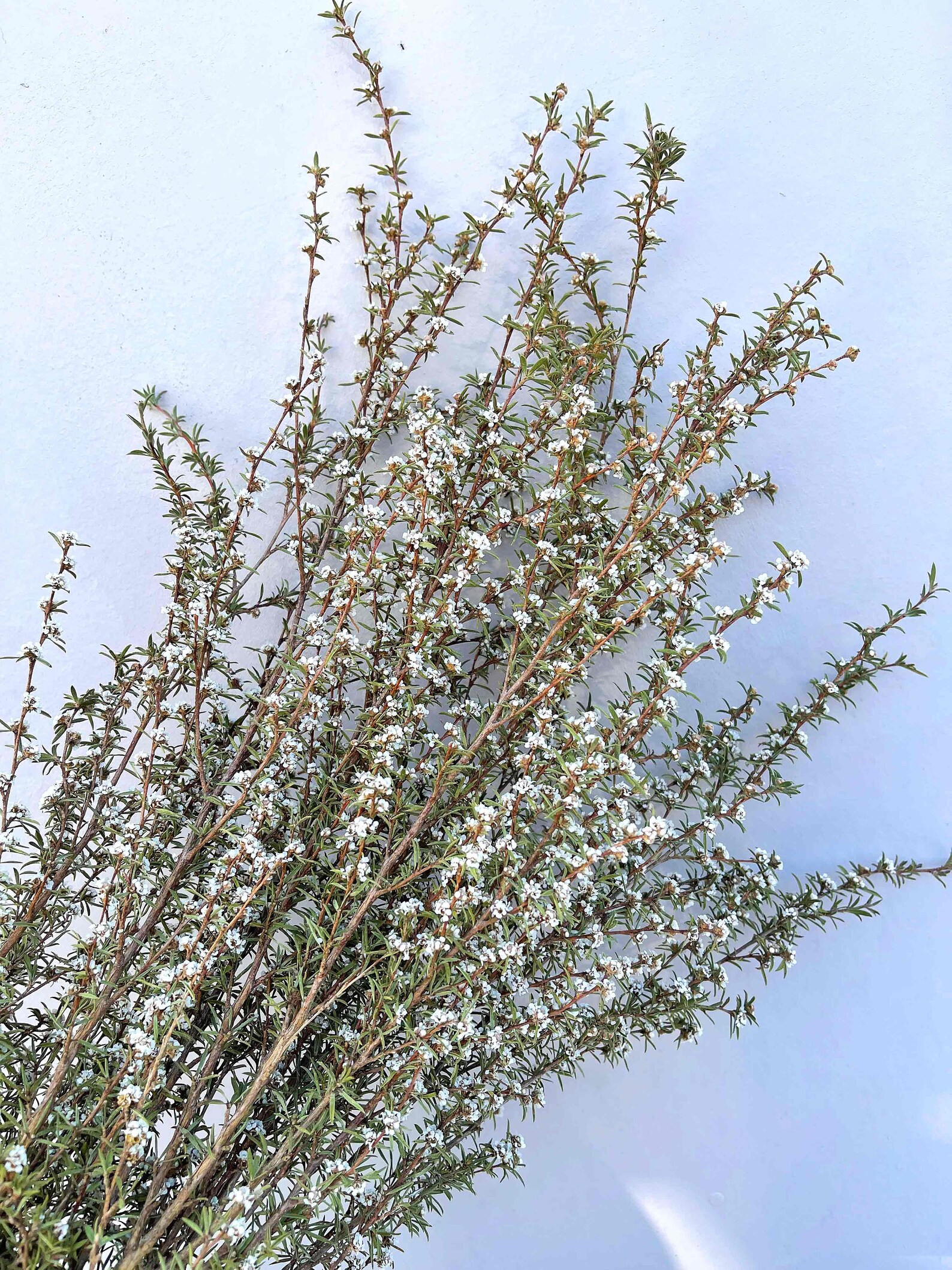 Dried Tea Tree Natural Flowers DIY Flowers Wedding Bouquet Home Decor ...