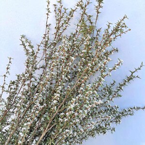 Dried Tea Tree Natural Flowers DIY Flowers Wedding Bouquet Home Decor ...