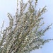 Dried Tea Tree Natural Flowers DIY Flowers Wedding Bouquet Home Decor ...