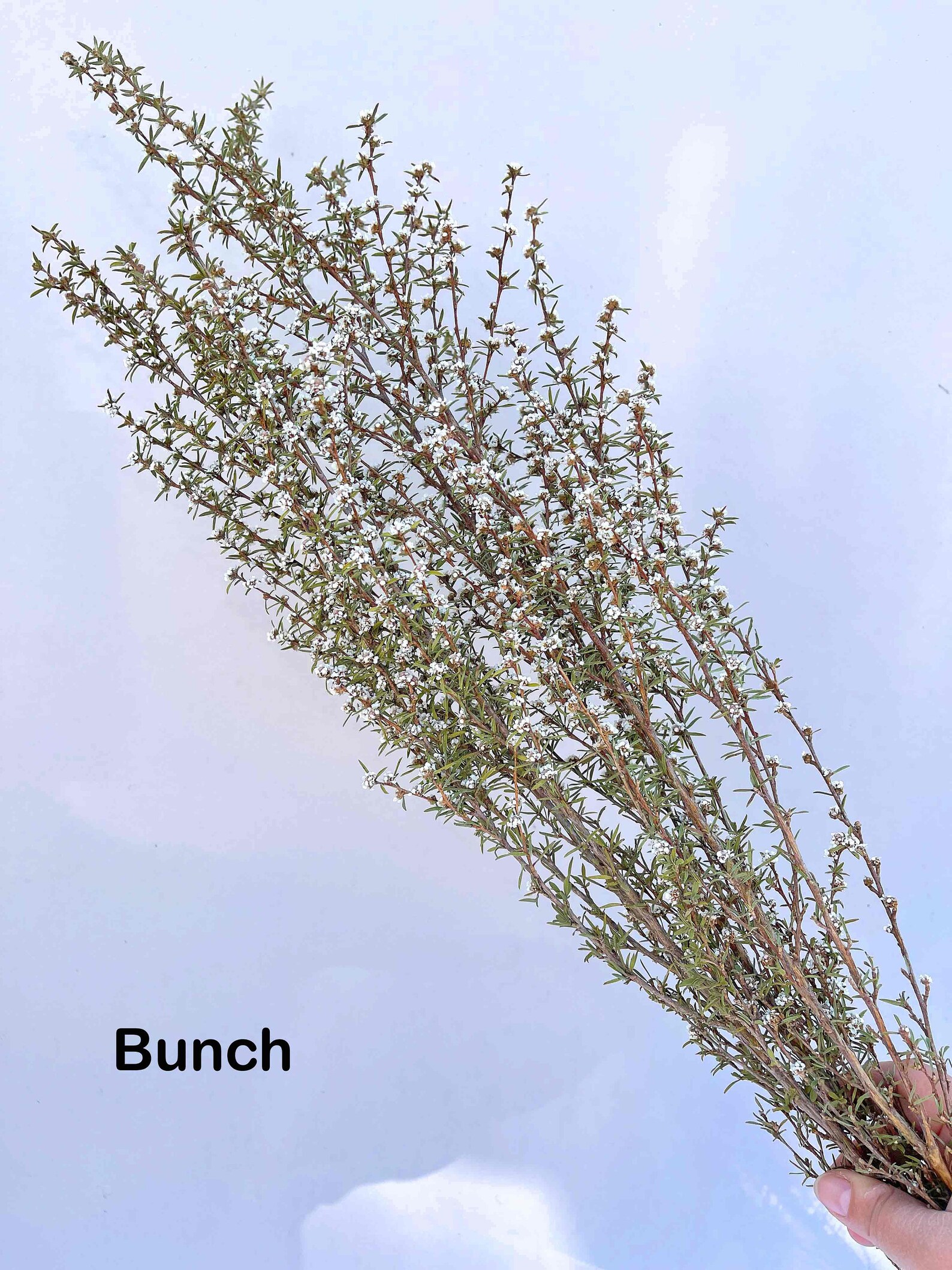 Dried Tea Tree Natural Flowers DIY Flowers Wedding Bouquet Home Decor ...