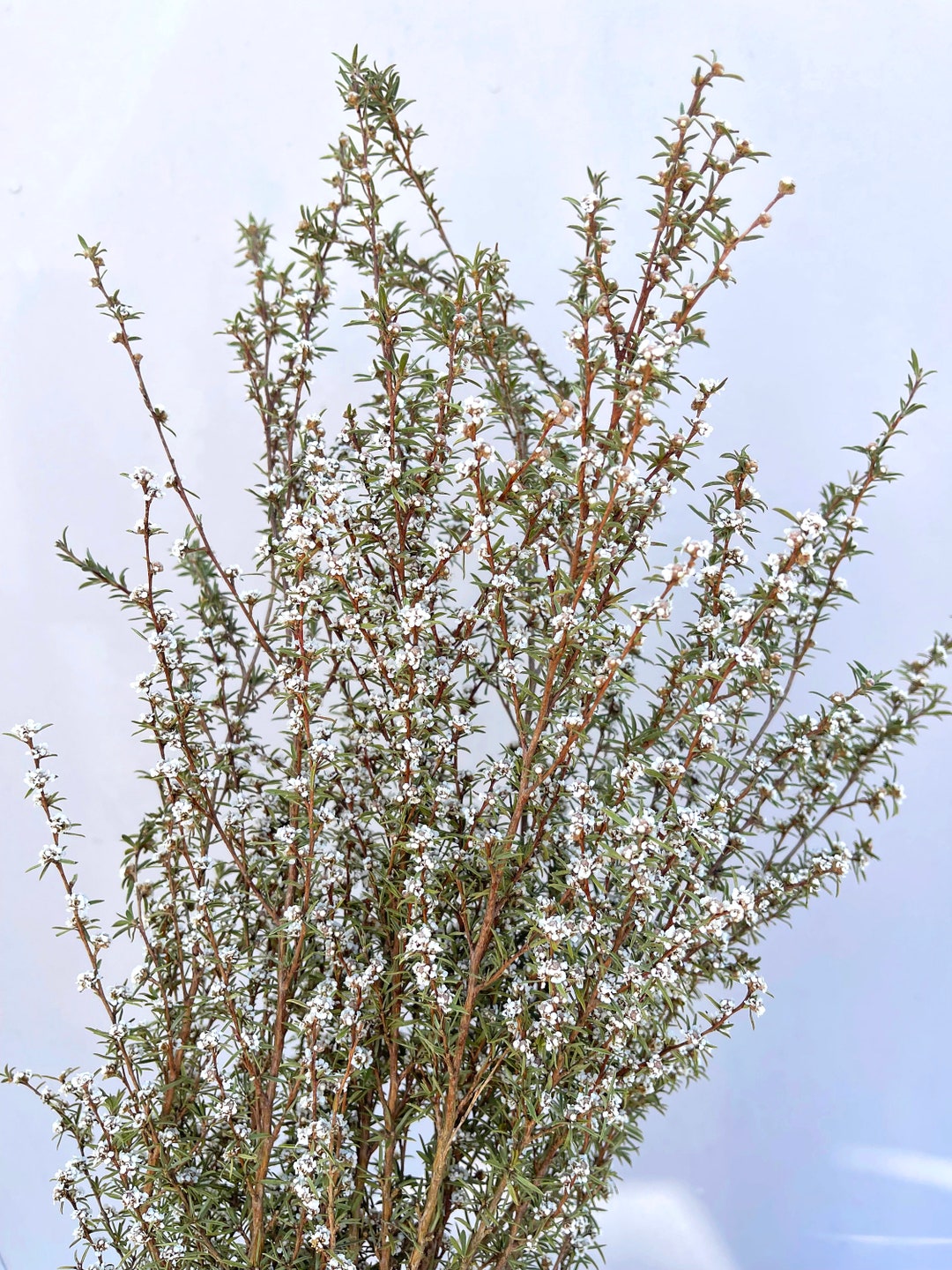 Dried Tea Tree Natural Flowers DIY Flowers Wedding Bouquet Home Decor ...