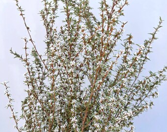 Preserved Dried Bunch of Native Tea Tree Natural Arrangement DIY Dried ...