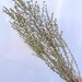 Dried Tea Tree Natural Flowers DIY Flowers Wedding Bouquet Home Decor ...