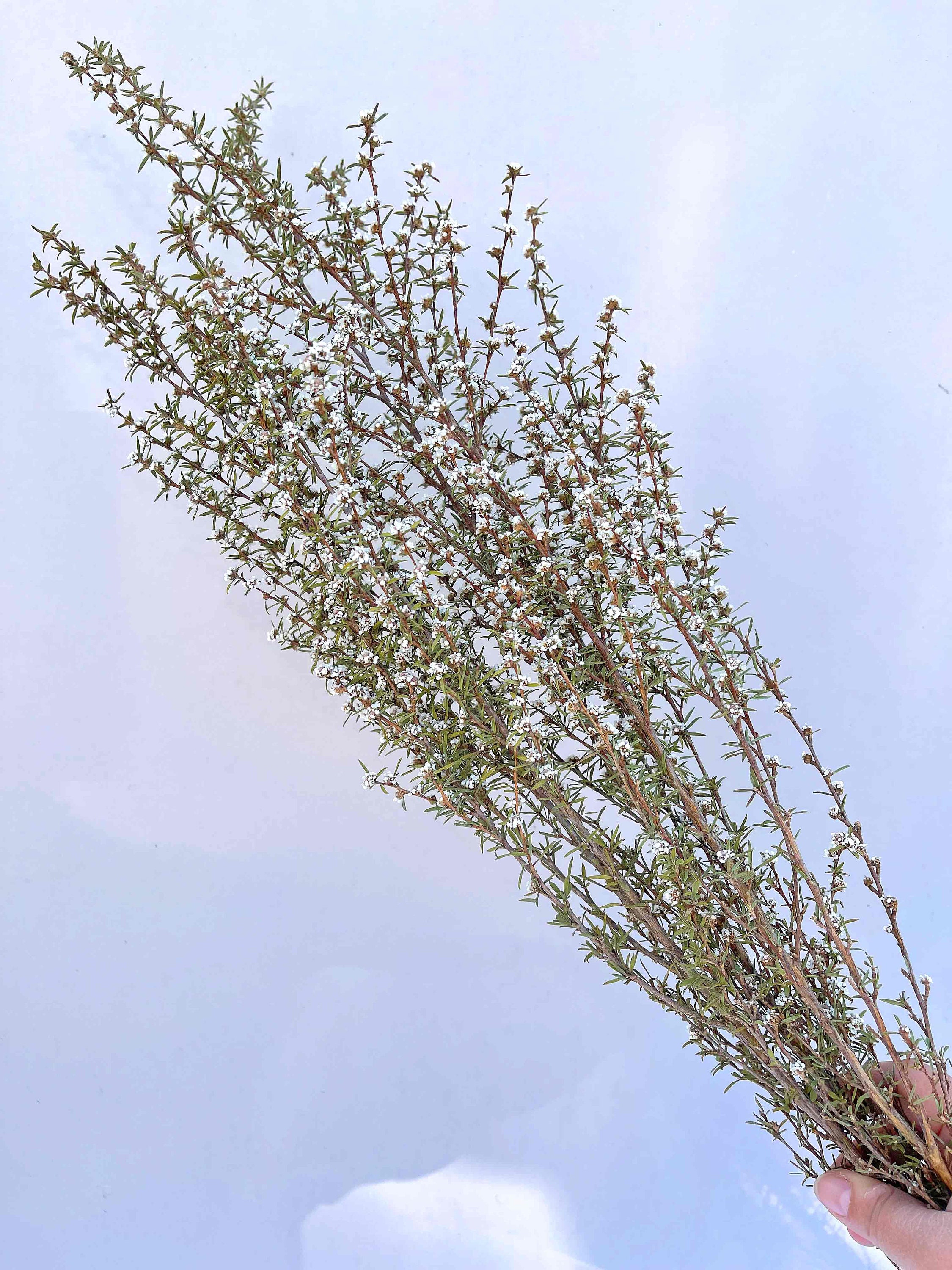 Dried Tea Tree Natural Flowers DIY Flowers Wedding Bouquet Home Decor ...