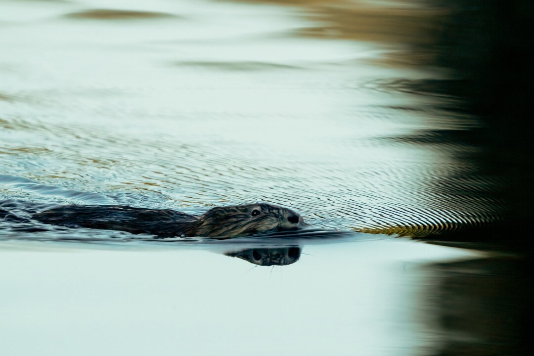 Muskrat Photo | Muskrat | Muskrat Decor | Muskrat Art | Wyoming ...
