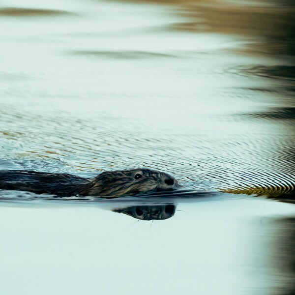 Muskrat Wall Art - Etsy