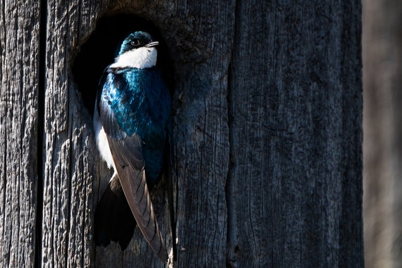 Tree Swallow in Tree Hole Bird Photo Print Little Bird - Etsy