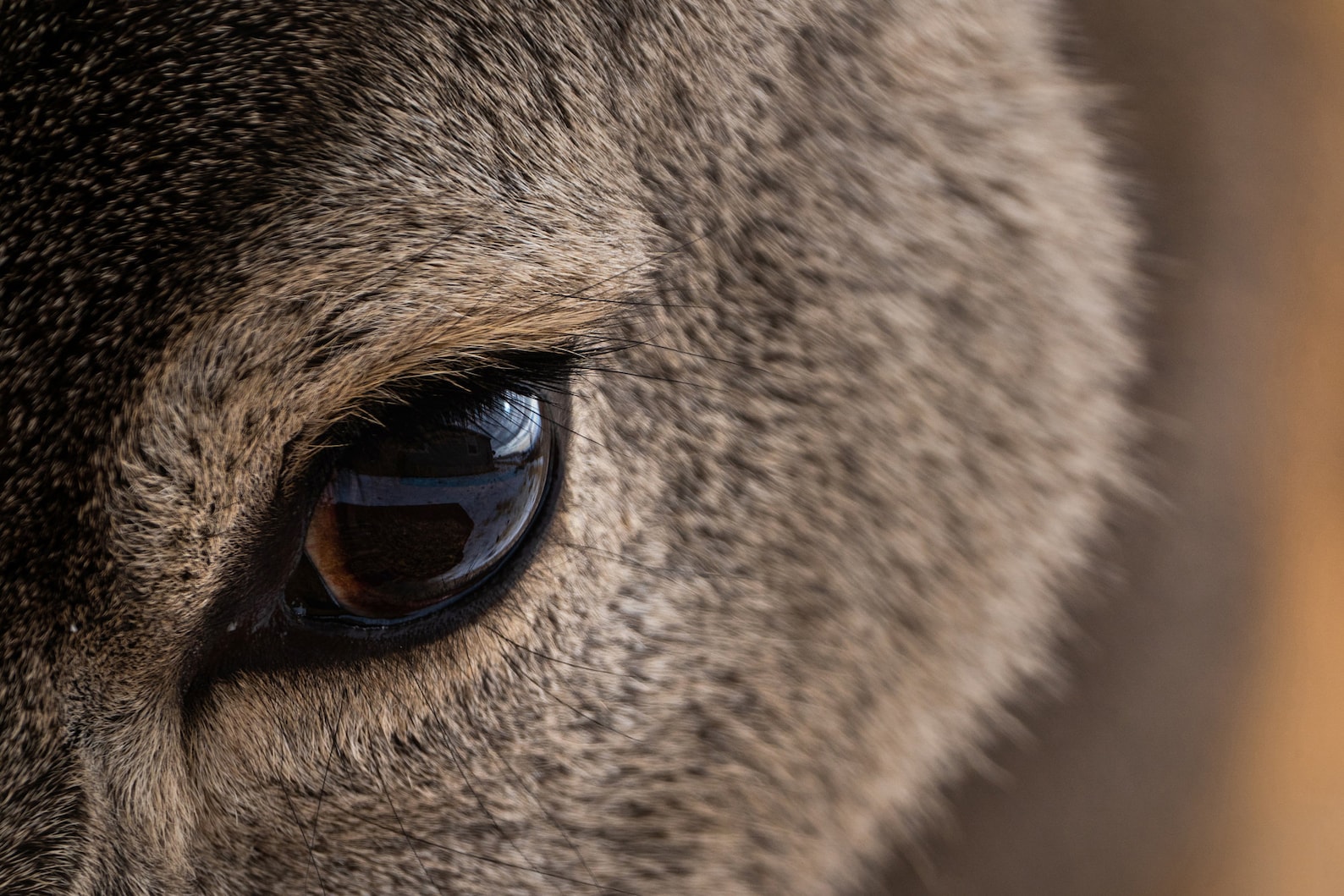 Deer's Eye Close up | Deer Photograph | Deer Wall Art Prints | Mule ...