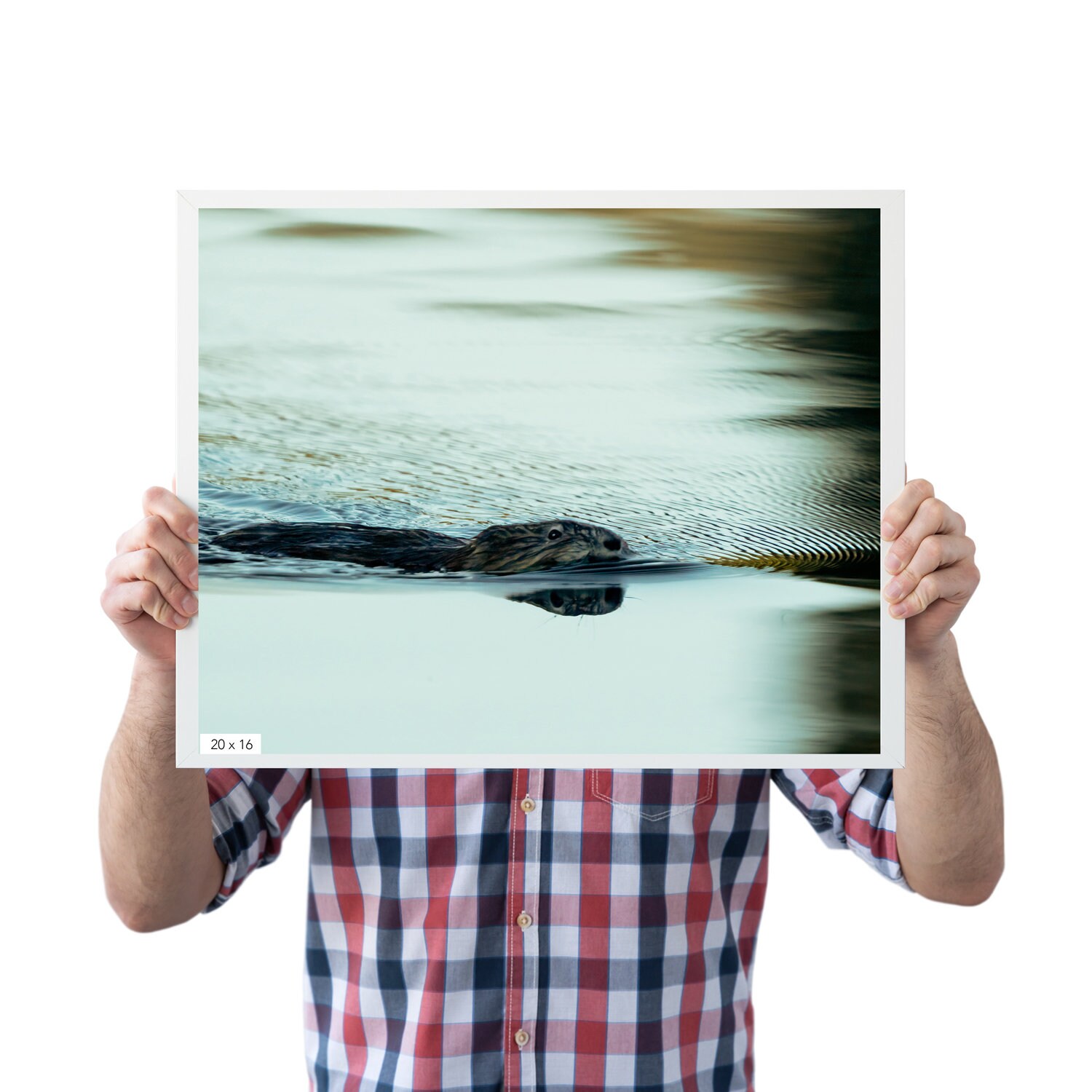 Muskrat Photo Muskrat Muskrat Decor Muskrat Art Wyoming Wildlife ...