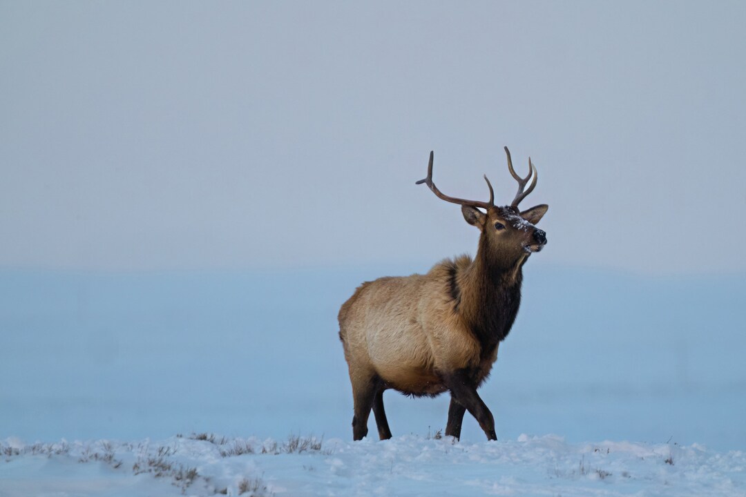 Young Bull Elk in Winter | Bull Elk Photograph | Elk in the Winter ...