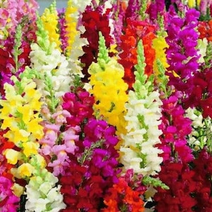 Tall Rocket Snapdragon Seeds - Etsy