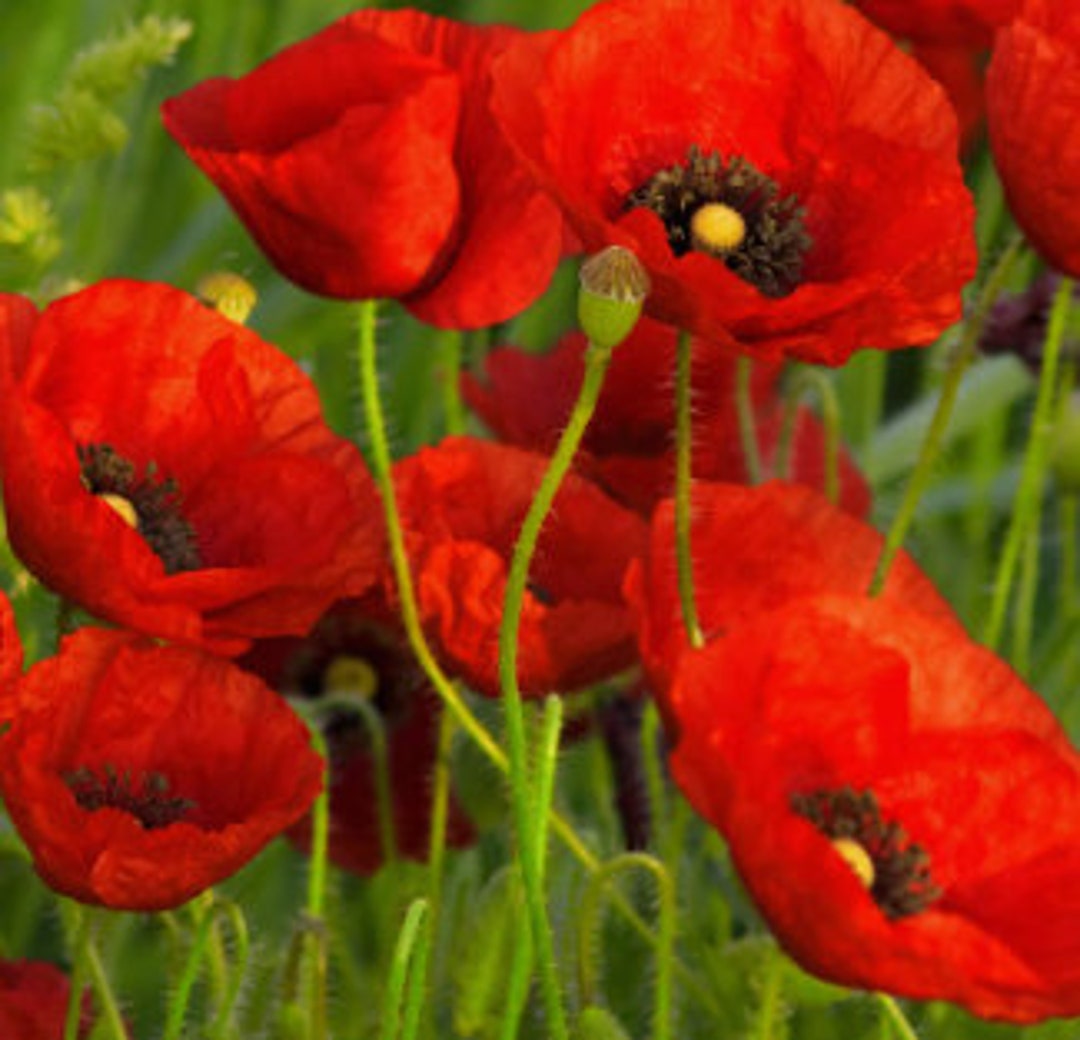 20 Red Poppy Seeds - Etsy