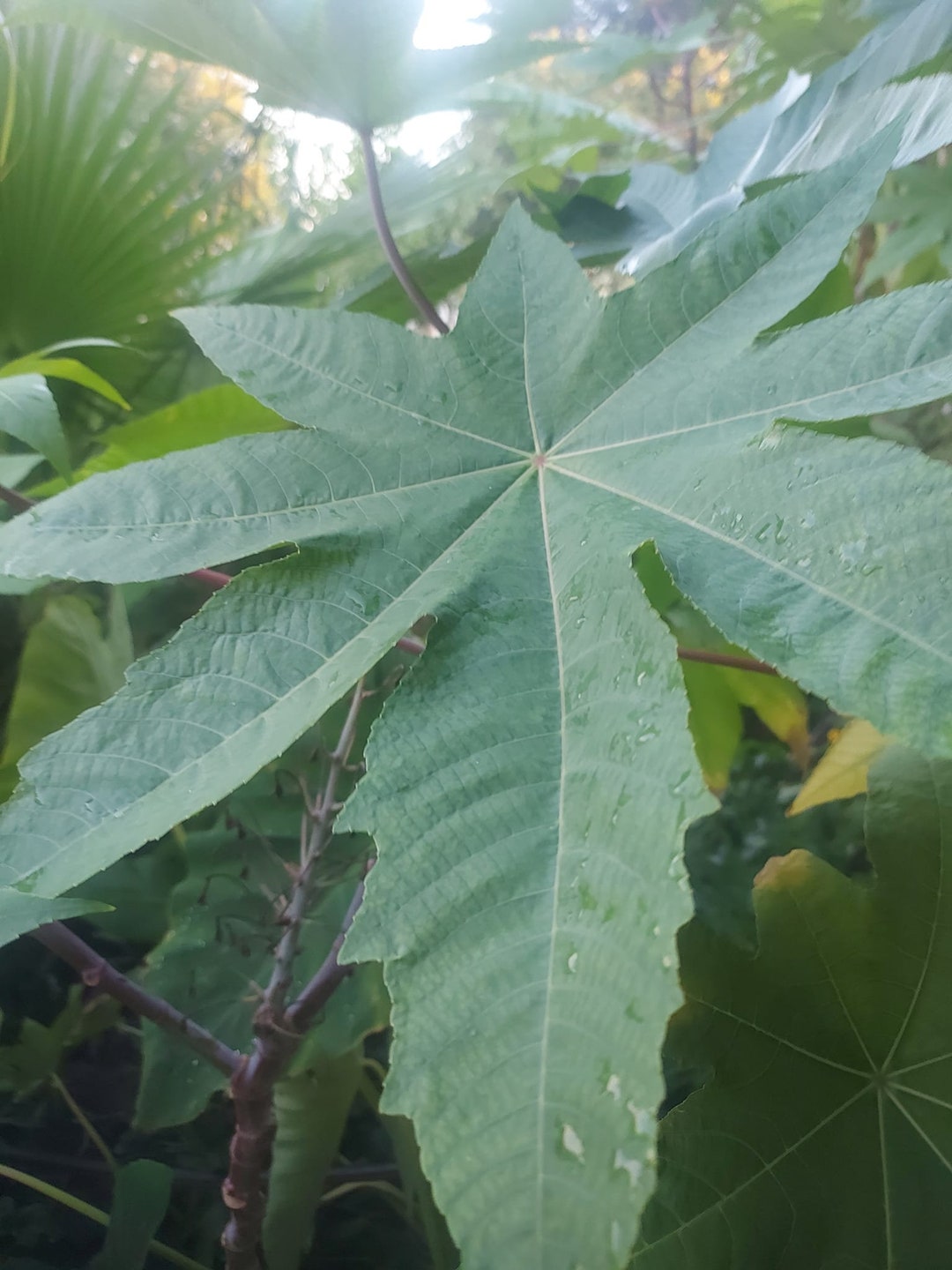 5 Castor Bean SAMPLER Instant Shade Trees - Etsy