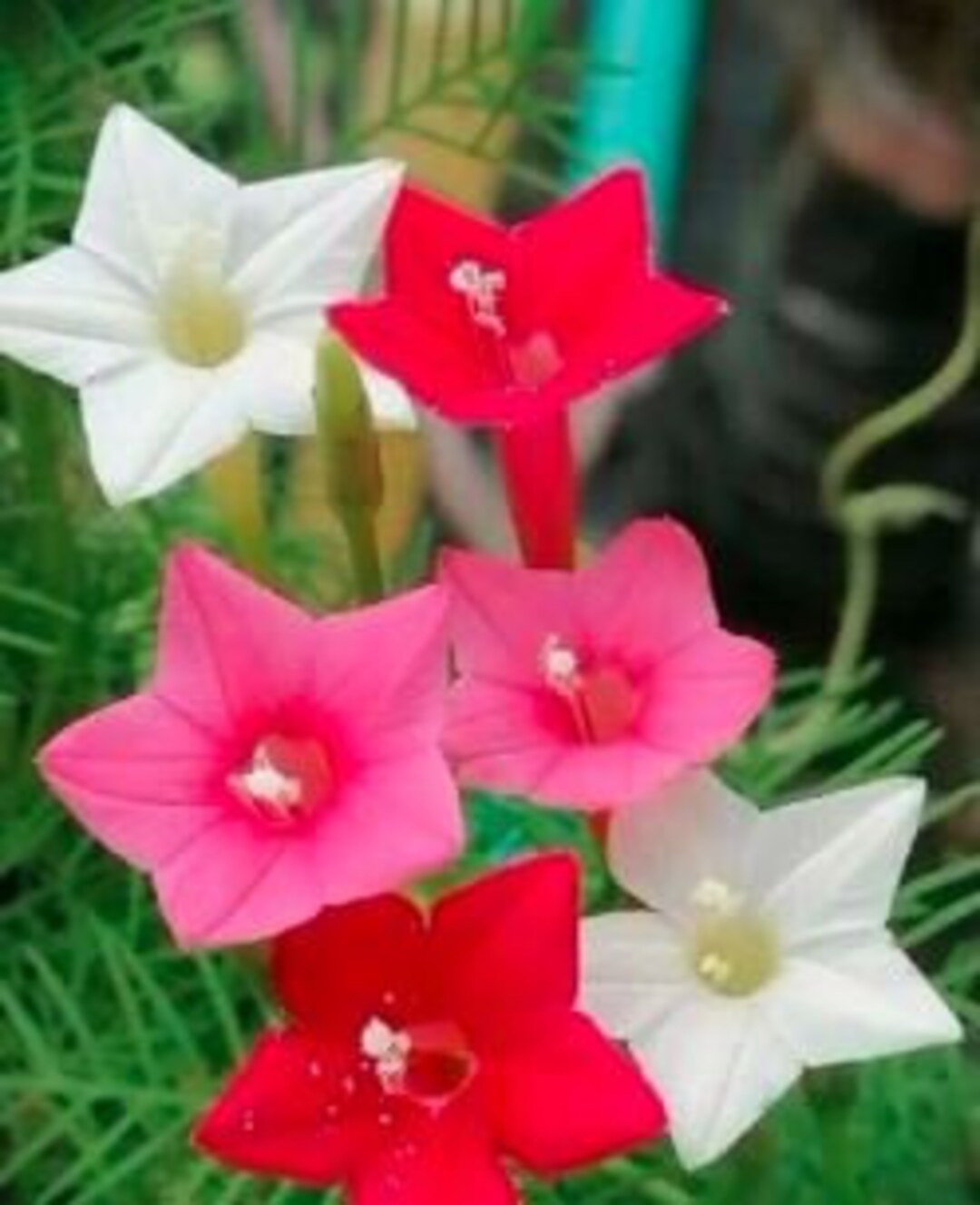 Cypress Vine Mix humming Bird Vine SEEDS - Etsy