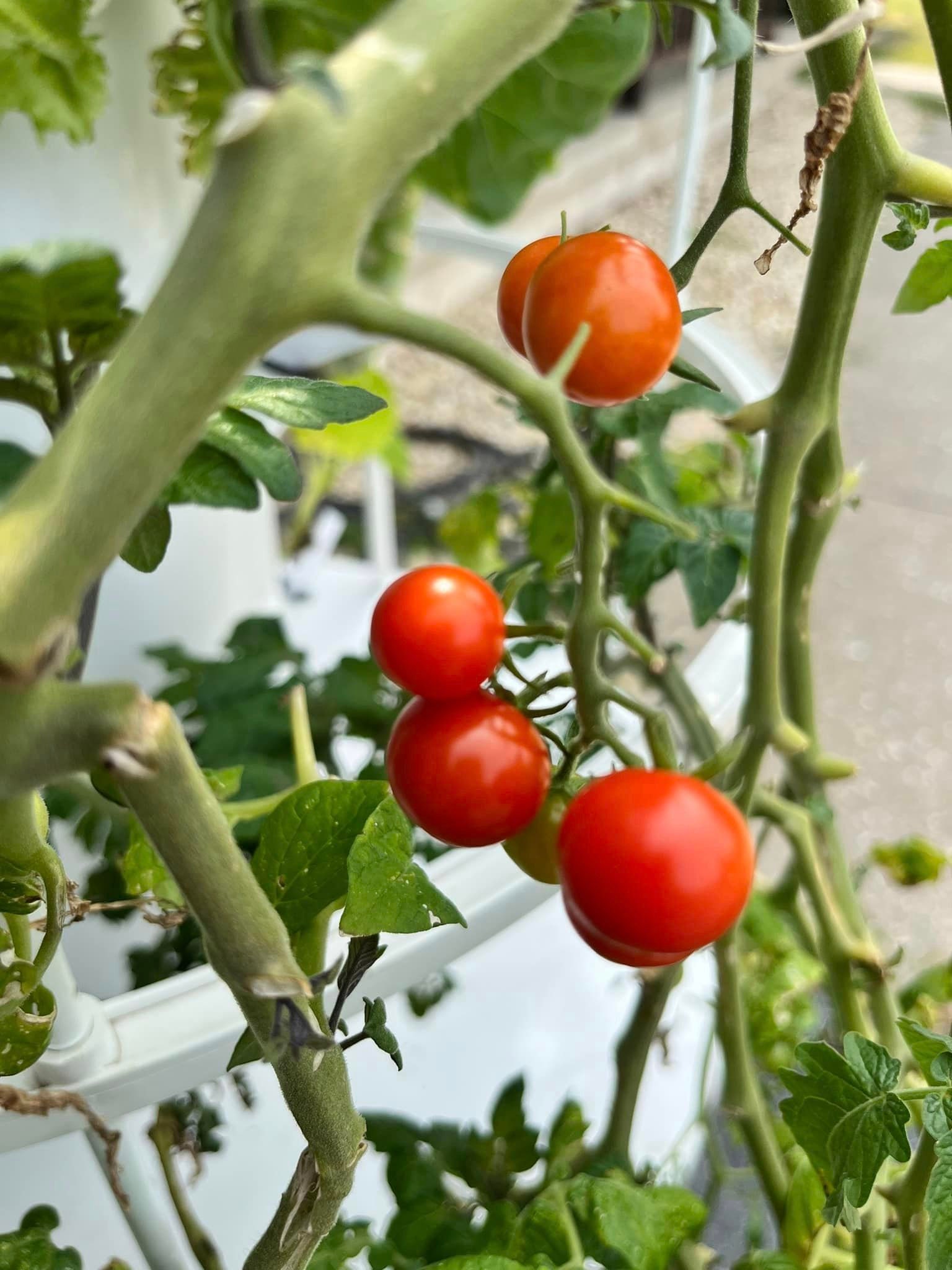 Tiny Tim Tomatoes - Etsy