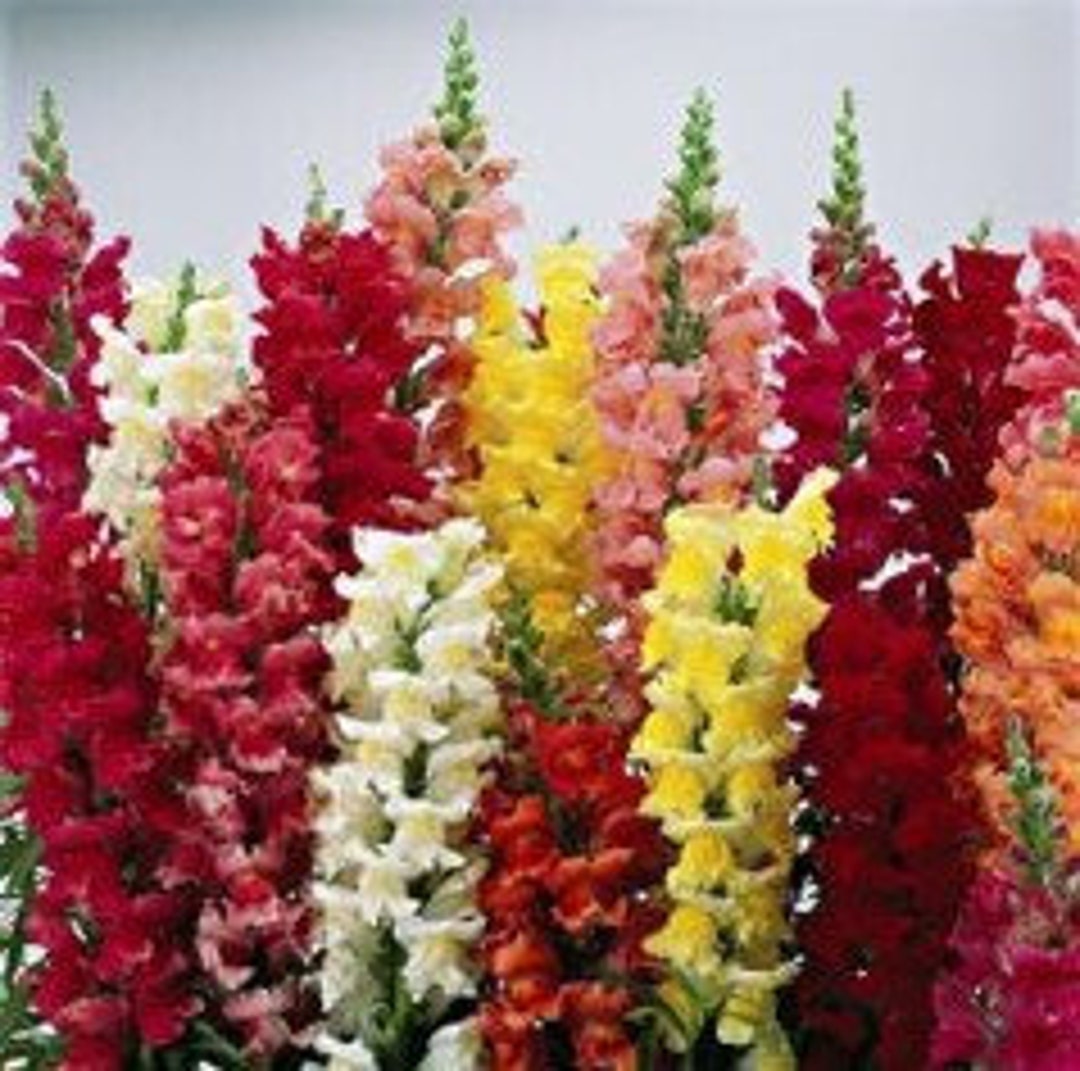 Tall Rocket Snapdragon Seeds - Etsy