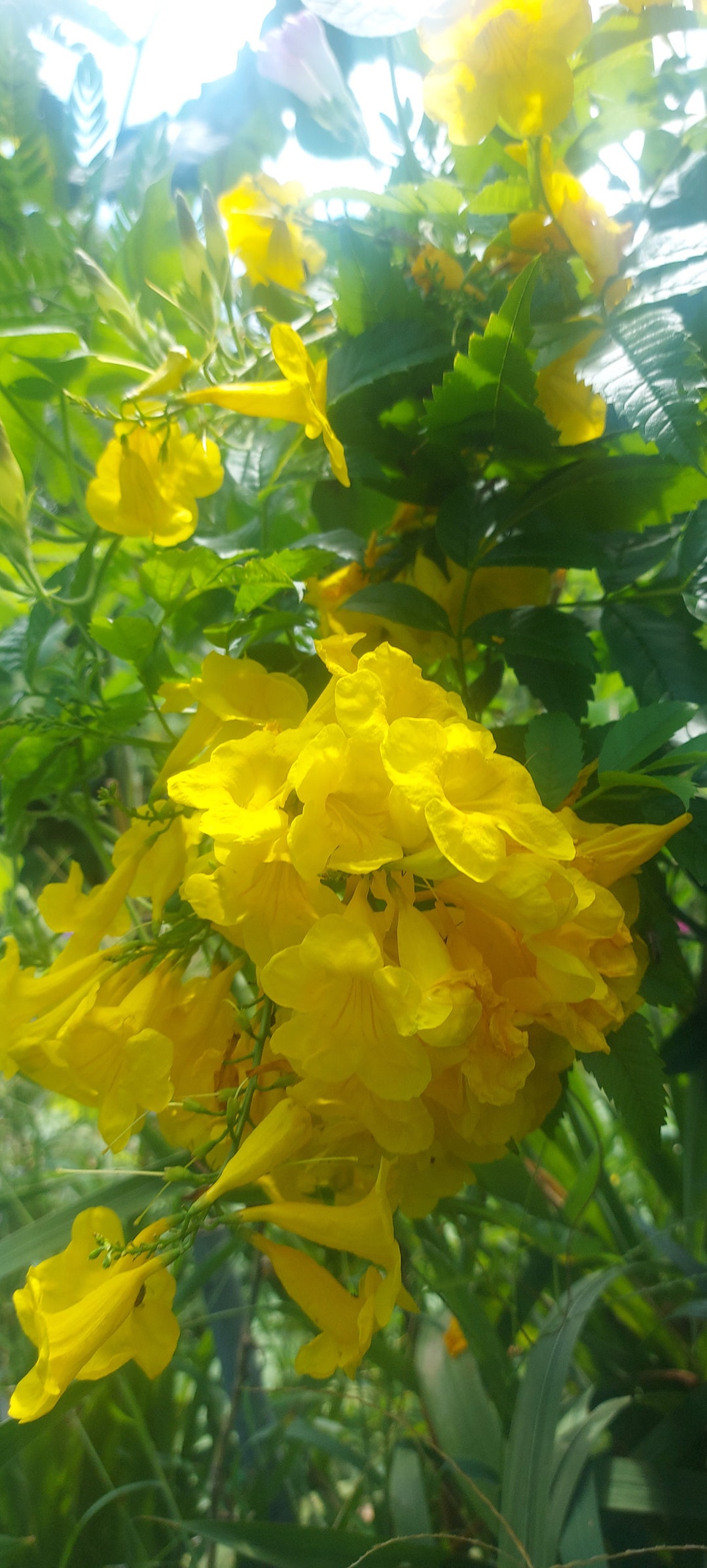 Texas Esperanza Yellow Trumpet Yellow Bells 10 SEED SAMPLER - Etsy