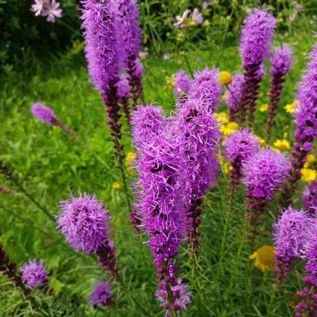 Prairie Blazing Star liatris Seeds - Etsy