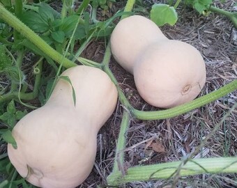15 Organic HONEYNUT Mini Butternut Squash Seeds - Etsy