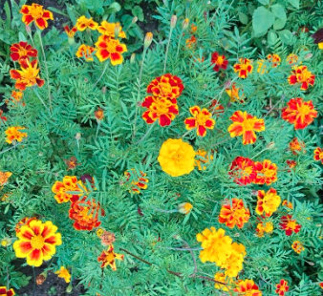 Petite French Marigold SEEDS - Etsy