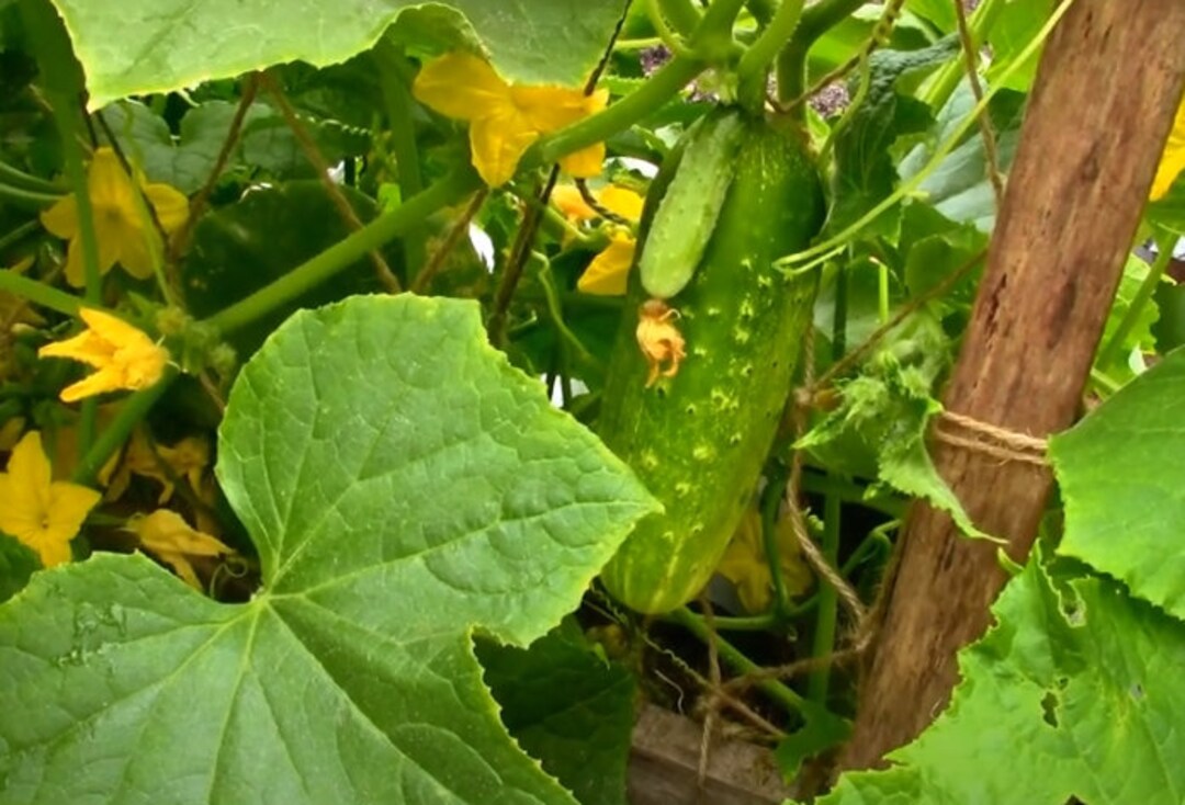 Spacemaster Dwarf Cucumber SEEDS - Etsy