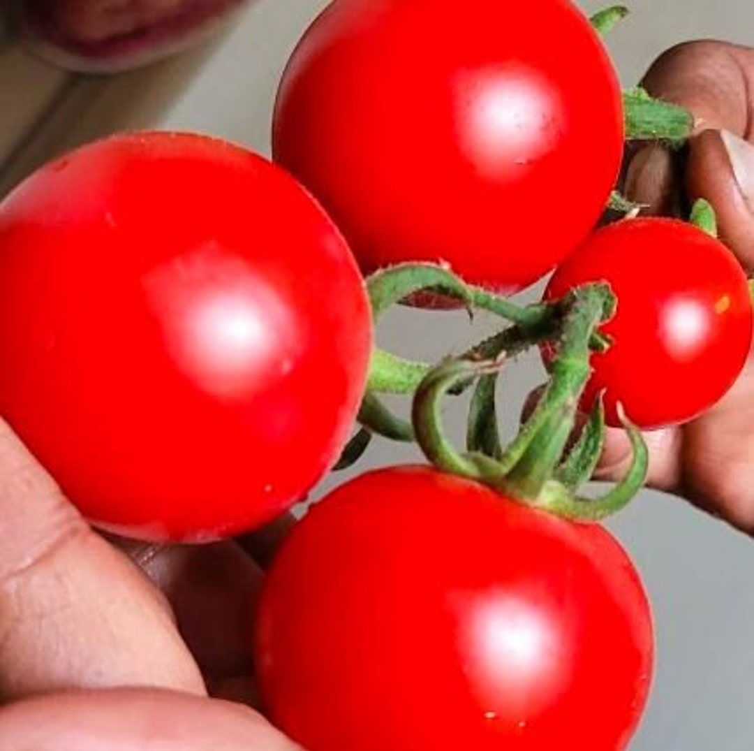 Floradade heat Tolerant Tomato SEEDS - Etsy