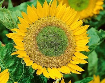 Sunflower Sonja 0.5g 10 Seeds Helianthus Annuus - Etsy Canada